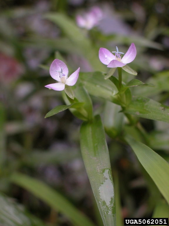 Marsh dewflower – Bog Learning Network