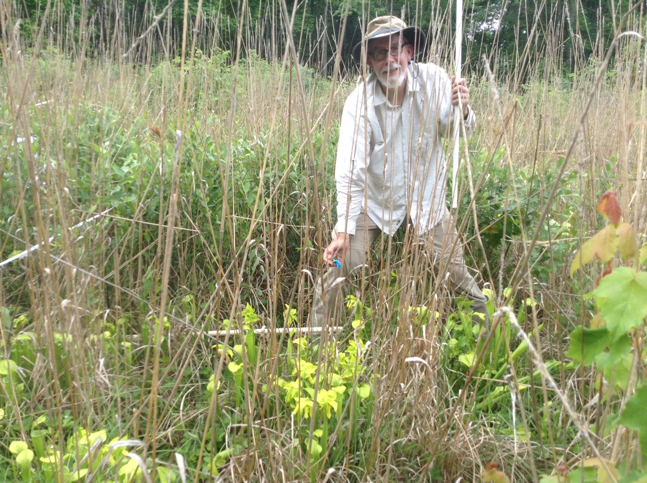 Trending in the Right Direction: Green Pitcher Plant Monitoring – Bog ...