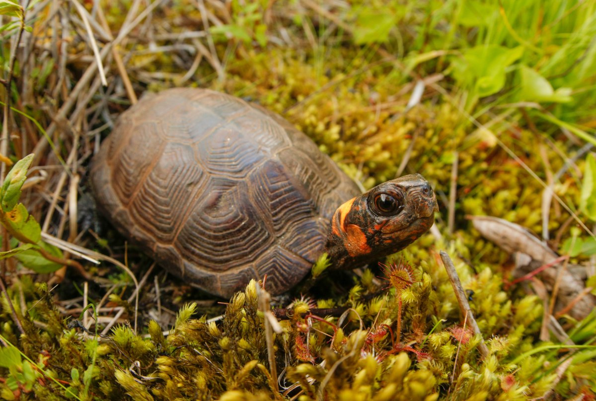 Animals We Protect: Bog Turtle – Bog Learning Network