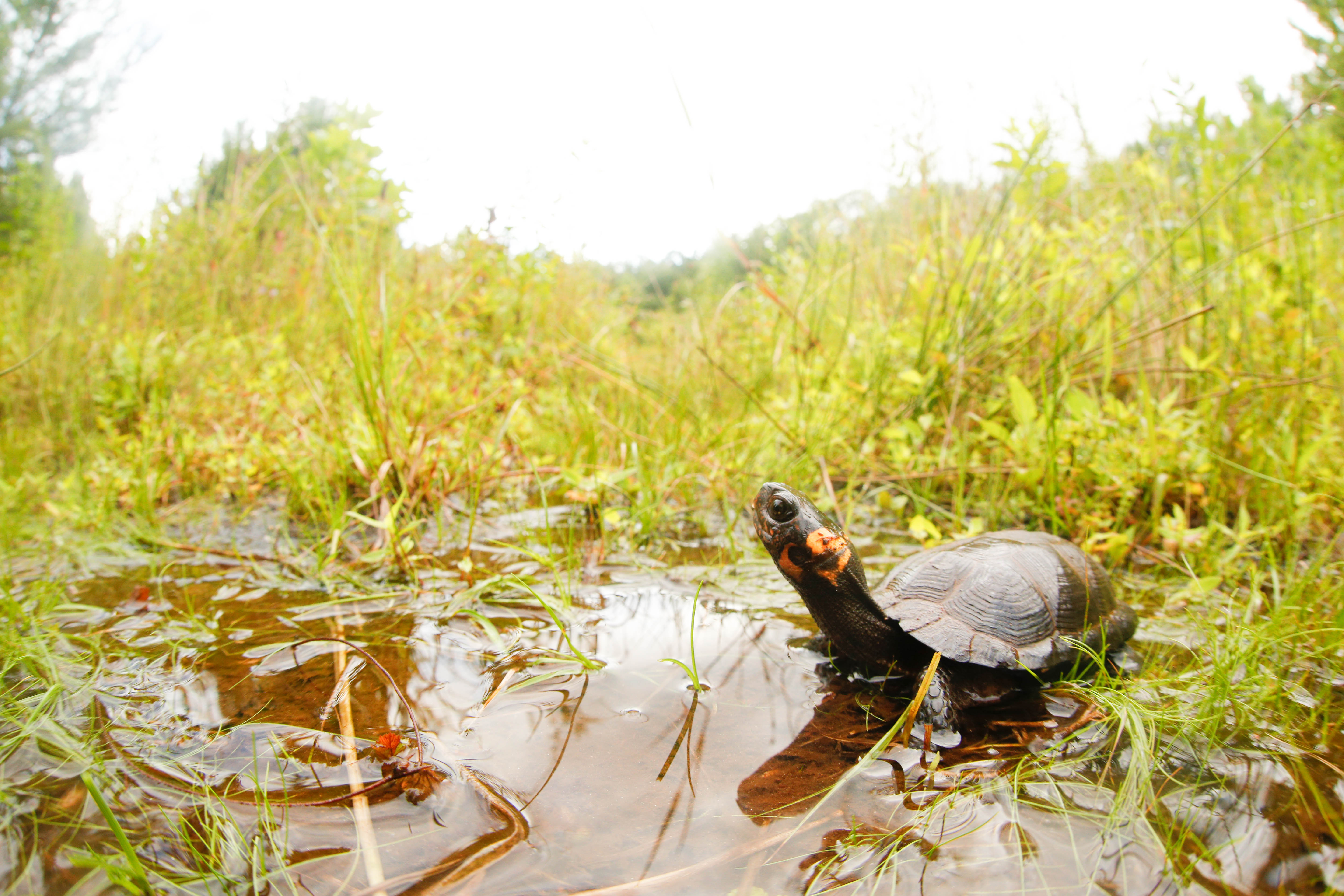 Understanding Bog Turtle decline in the Southern Appalachians. Guest ...