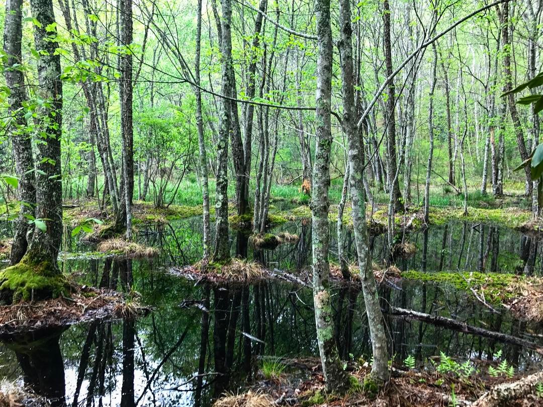 An Update for Sandy Bottom Preserve – Bog Learning Network